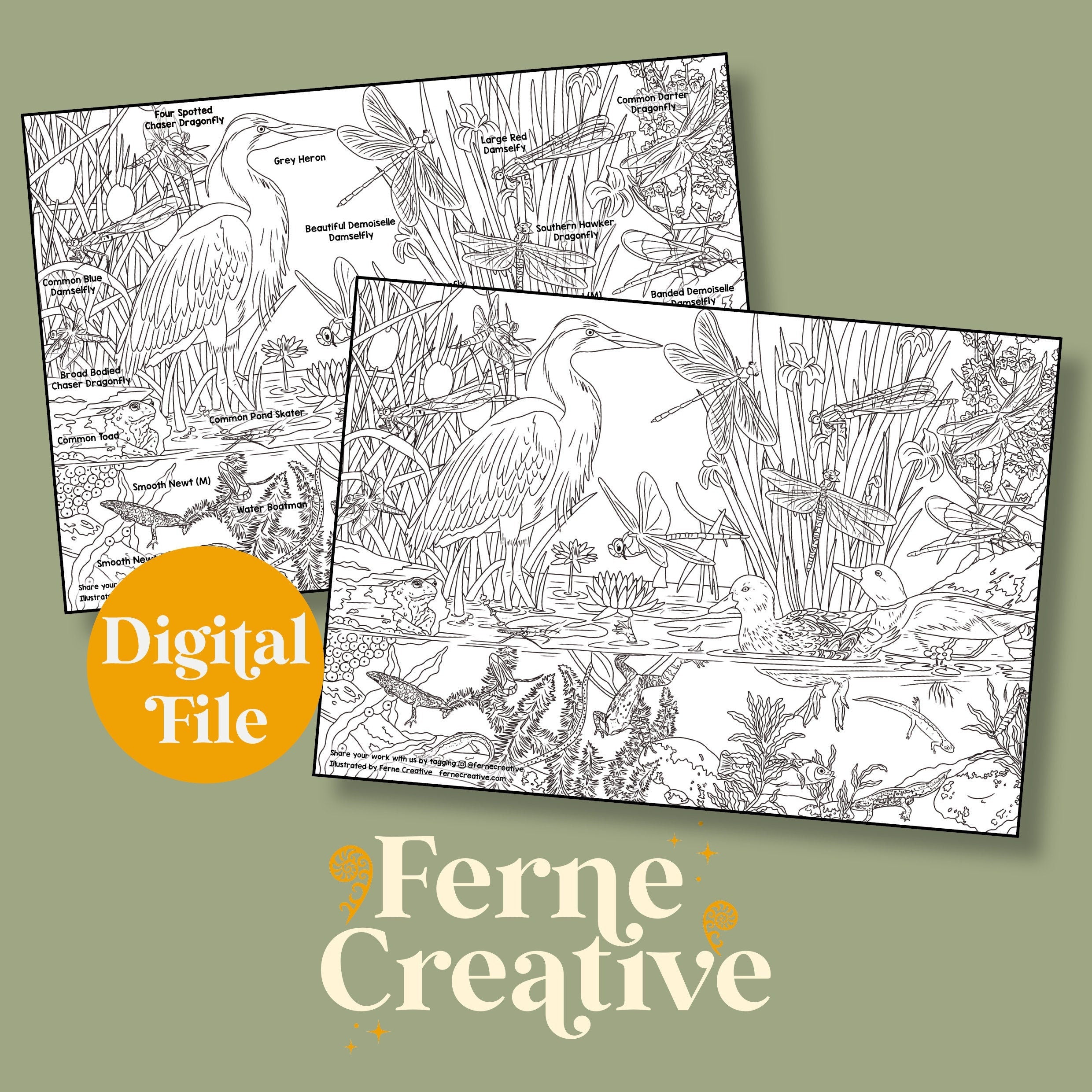 Printable Pond Life Colouring Page – Ferne Creative