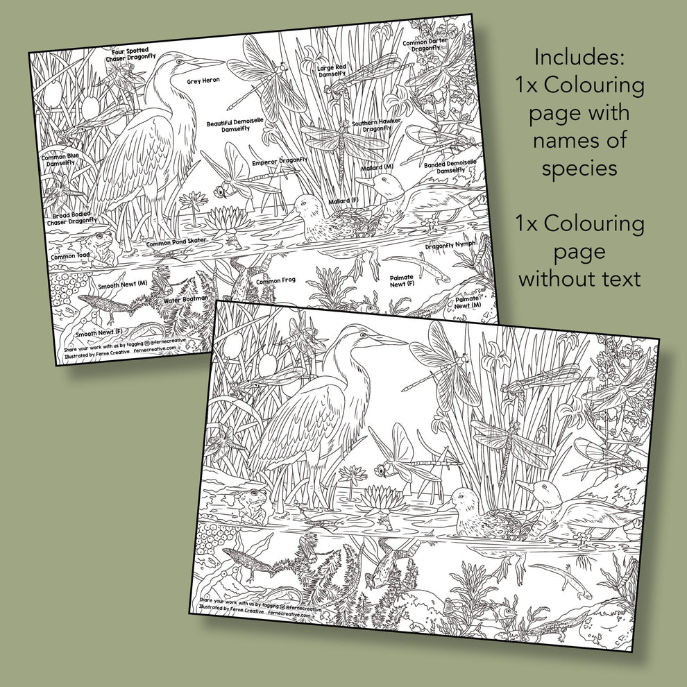 Printable Pond Life Colouring Page – Ferne Creative